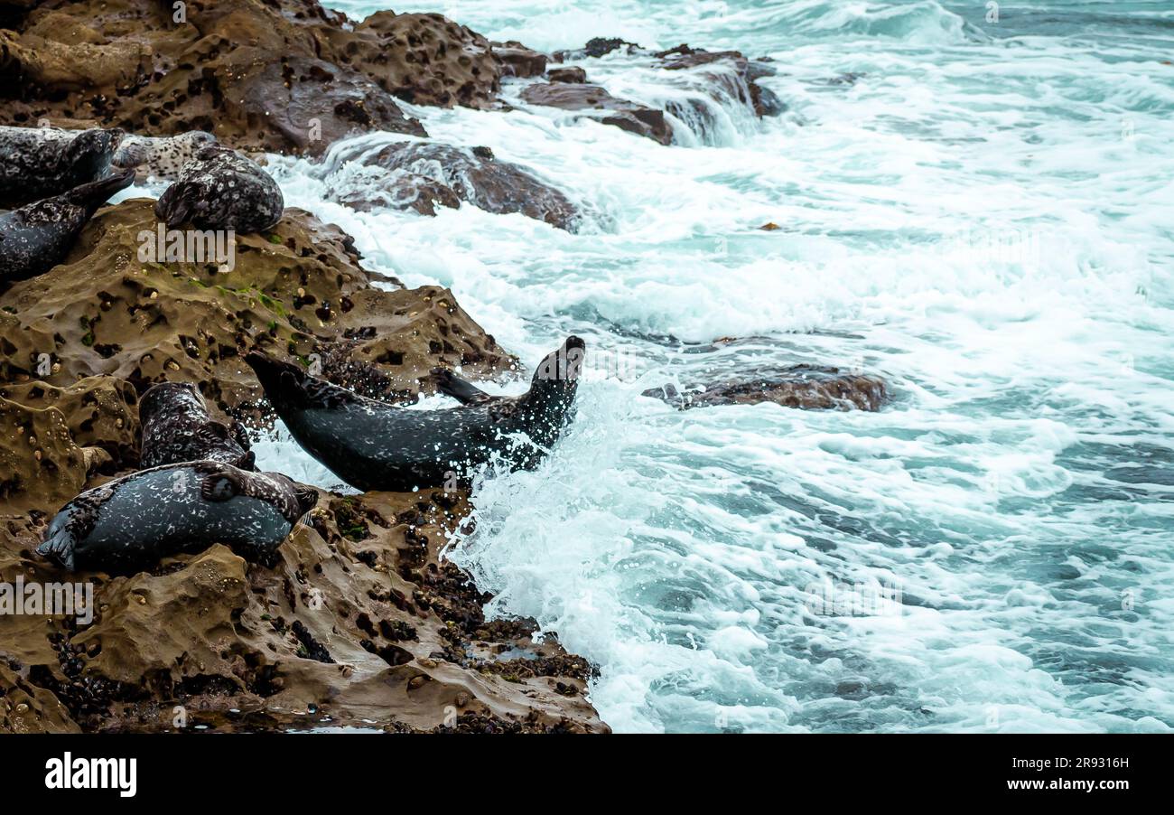 Seal laying on an island, wildlife 5 Stock Photo - Alamy
