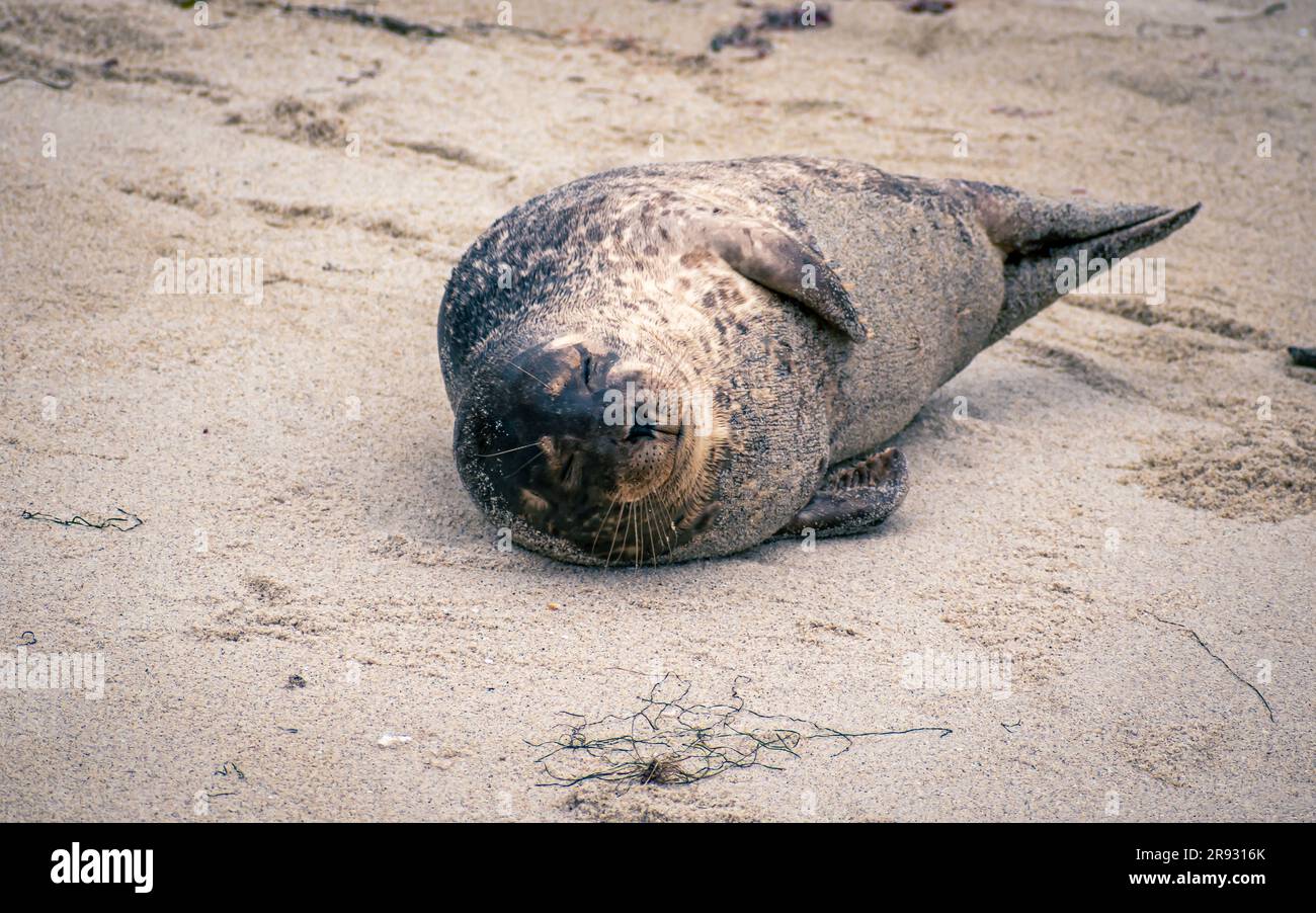 Seal laying on an island, wildlife 7 Stock Photo - Alamy