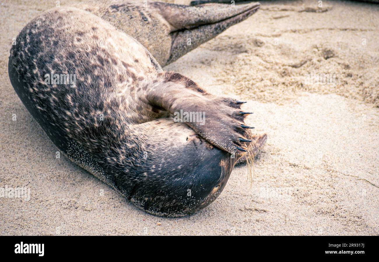 Seal laying on an island, wildlife 12 Stock Photo - Alamy