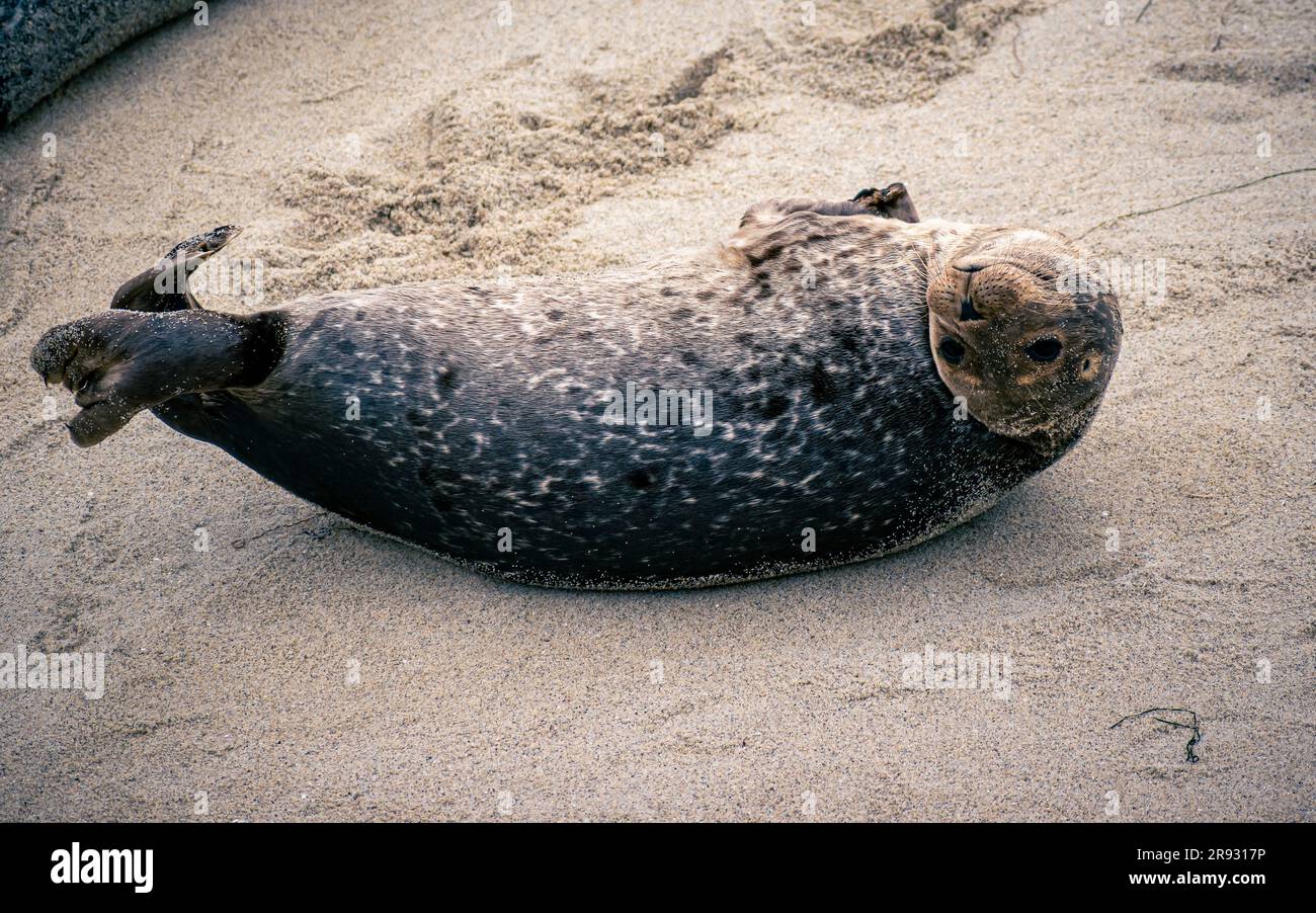 Seal laying on an island, wildlife 13 Stock Photo - Alamy