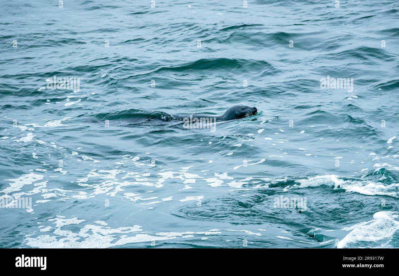 Seal laying on an island, wildlife 14 Stock Photo - Alamy