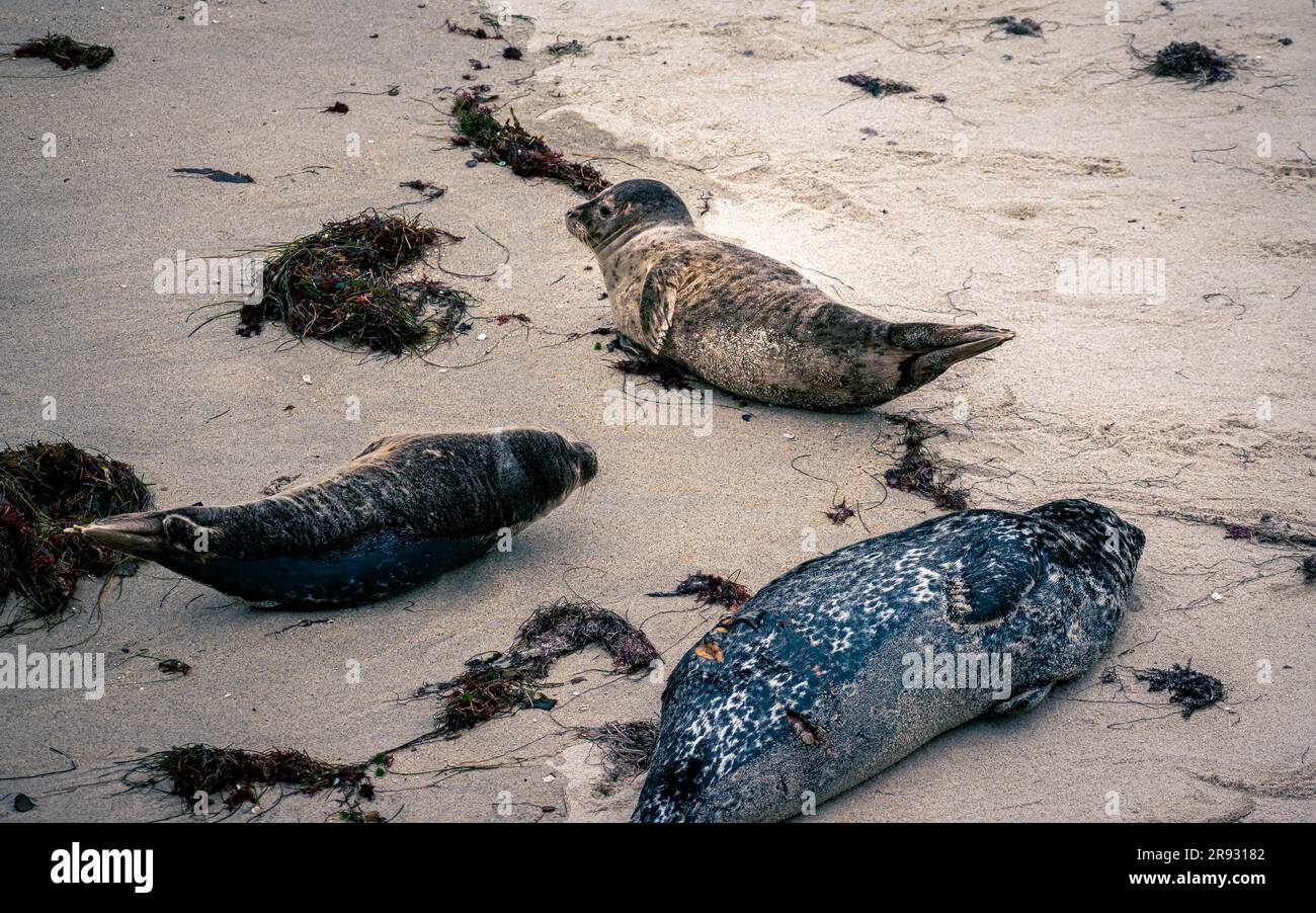Seal laying on an island, wildlife 15 Stock Photo - Alamy