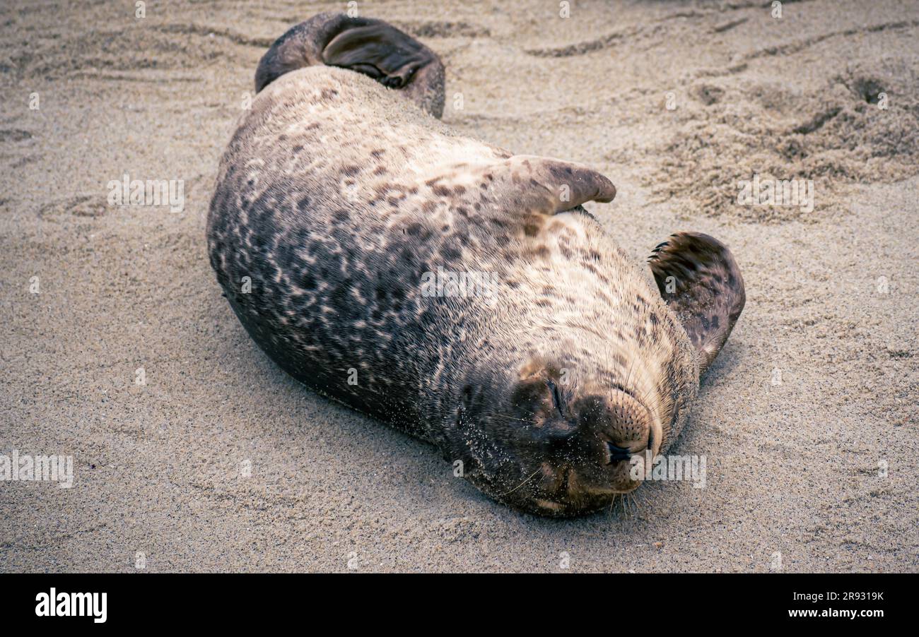 Seal laying on an island, wildlife 16 Stock Photo - Alamy