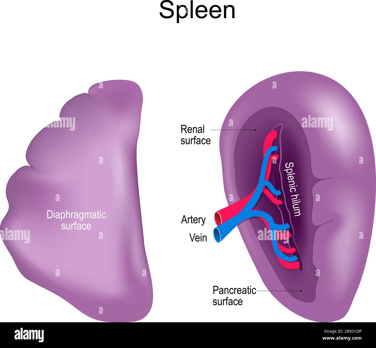 Spleen. Visceral and Diaphragmatic surfaces of the spleen. front and side view. Healthy Internal ...