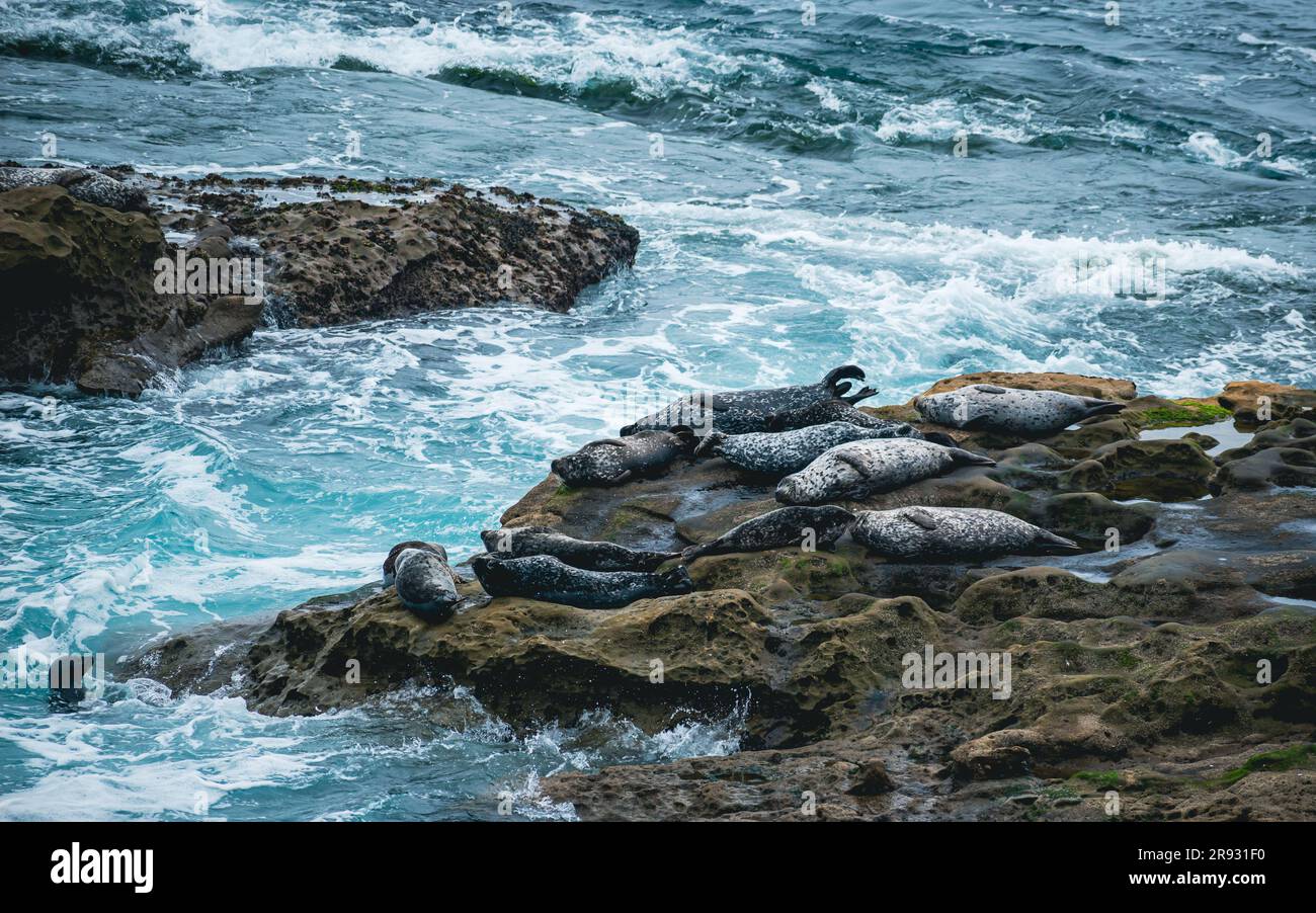 Seals laying on an island, wildlife 1 Stock Photo - Alamy