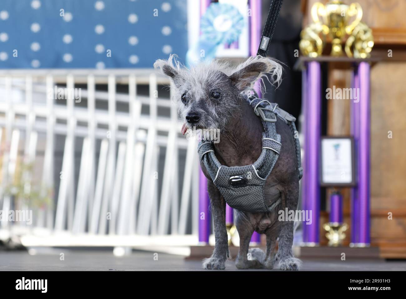 World’s ugliest dog contest hi-res stock photography and images - Alamy