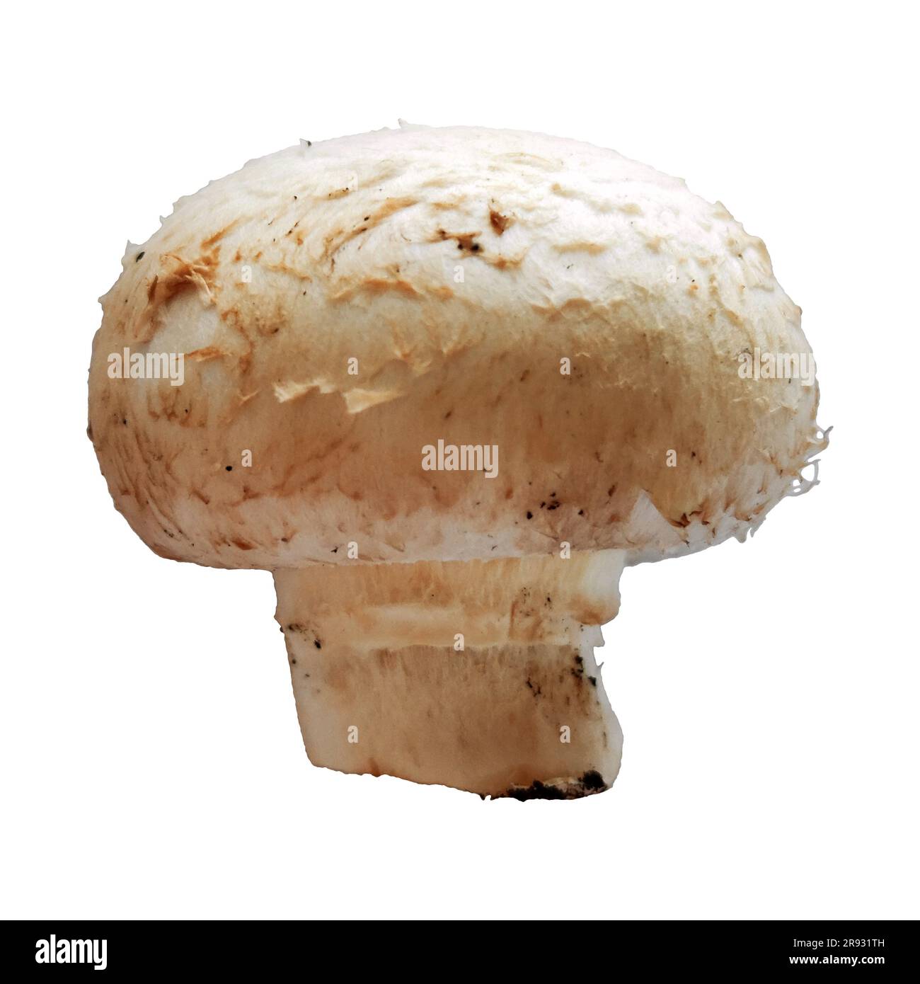 One single champignon mushroom isolated on white background macro photo ...