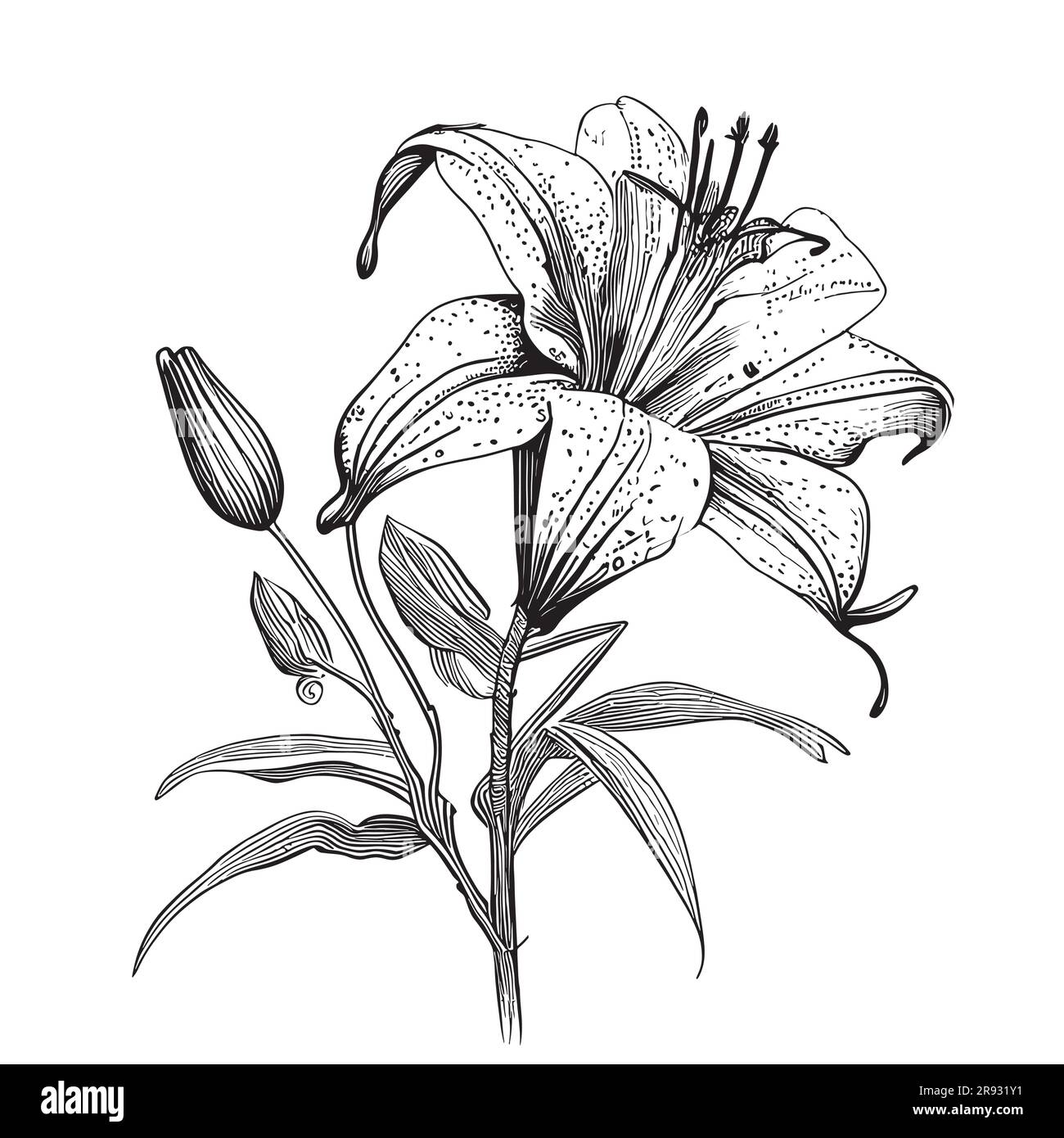 Lily flowers sketch hand drawn in doodle style illustration Stock ...