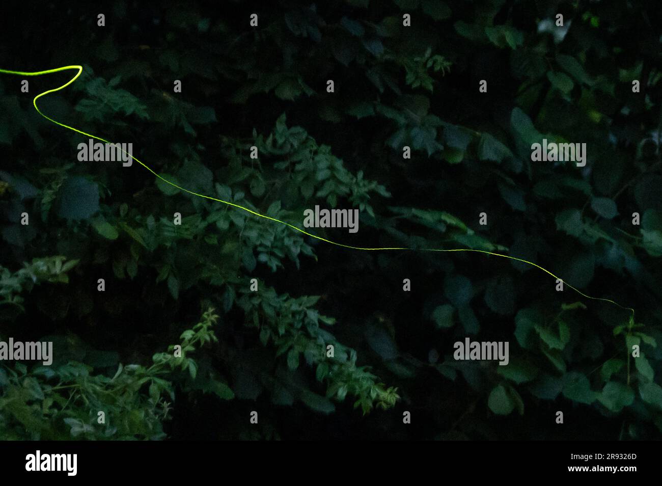 Freiburg Im Breisgau, Germany. 23rd June, 2023. A firefly draws a ...