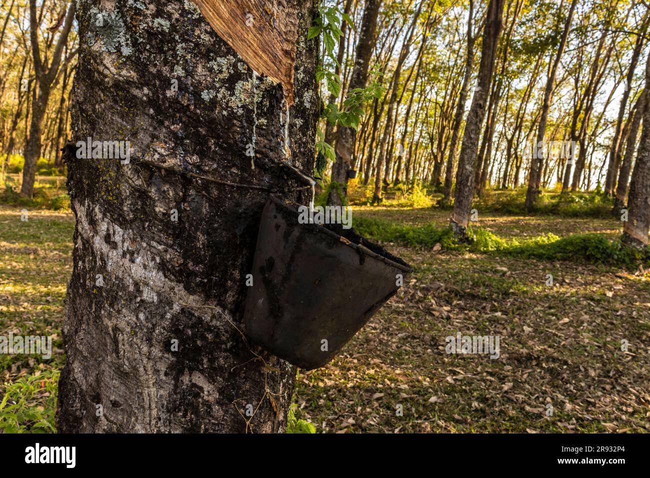 Rubber plantation for the extraction of latex, raw material in the ...