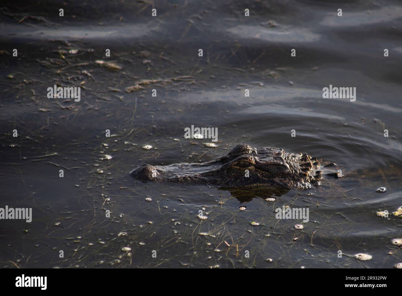 close up of crocodile or alligator in the wetland swamp marshland water ...