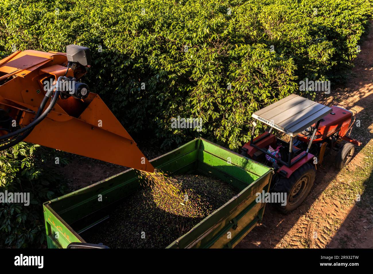 Vera Cruz, Sao Paulo, Brazil, June 07, 2023. Harvester dumps the ...