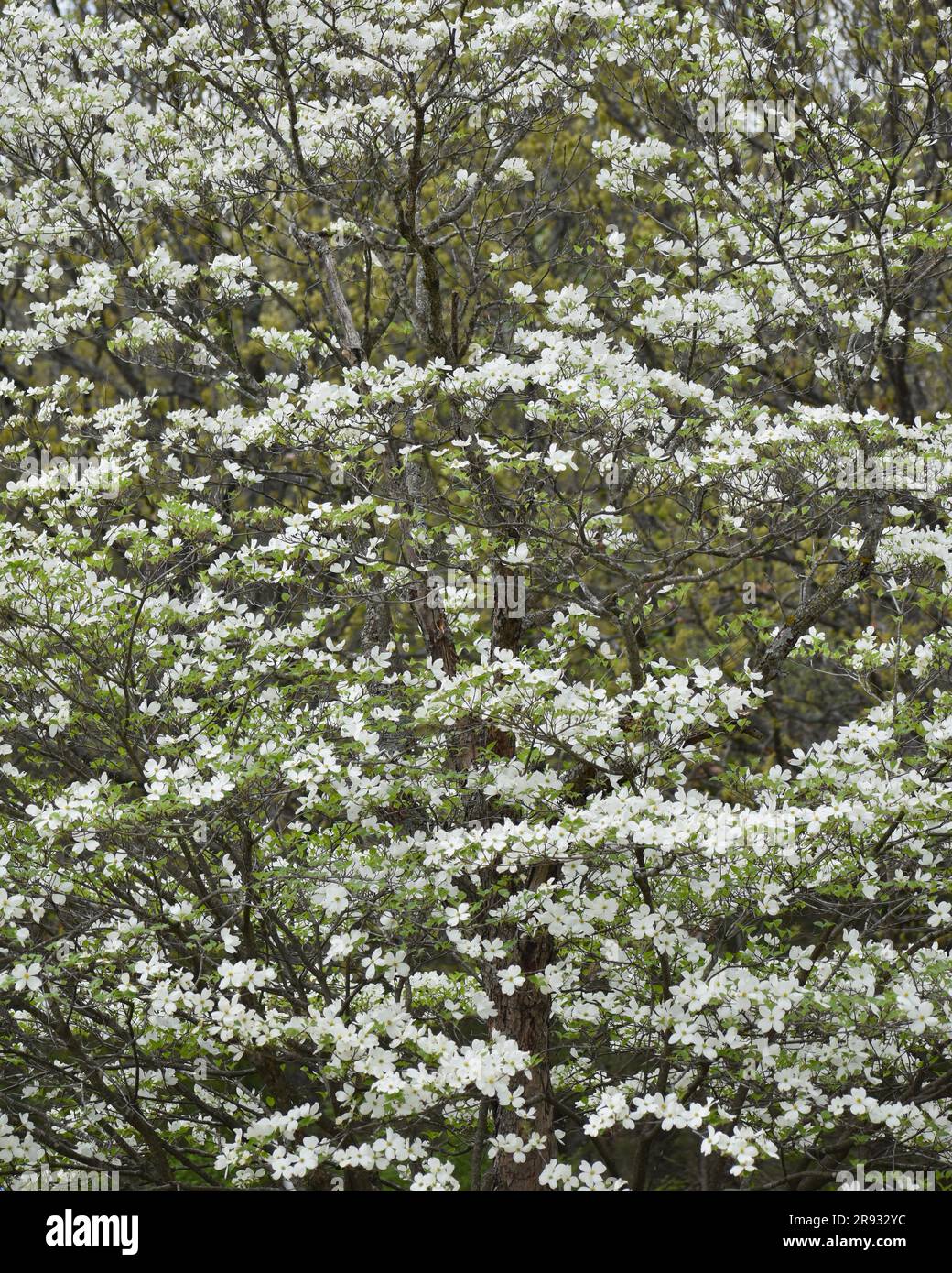 Flowering Dogwood, Cornus Florida, blooms in a showy display in early ...