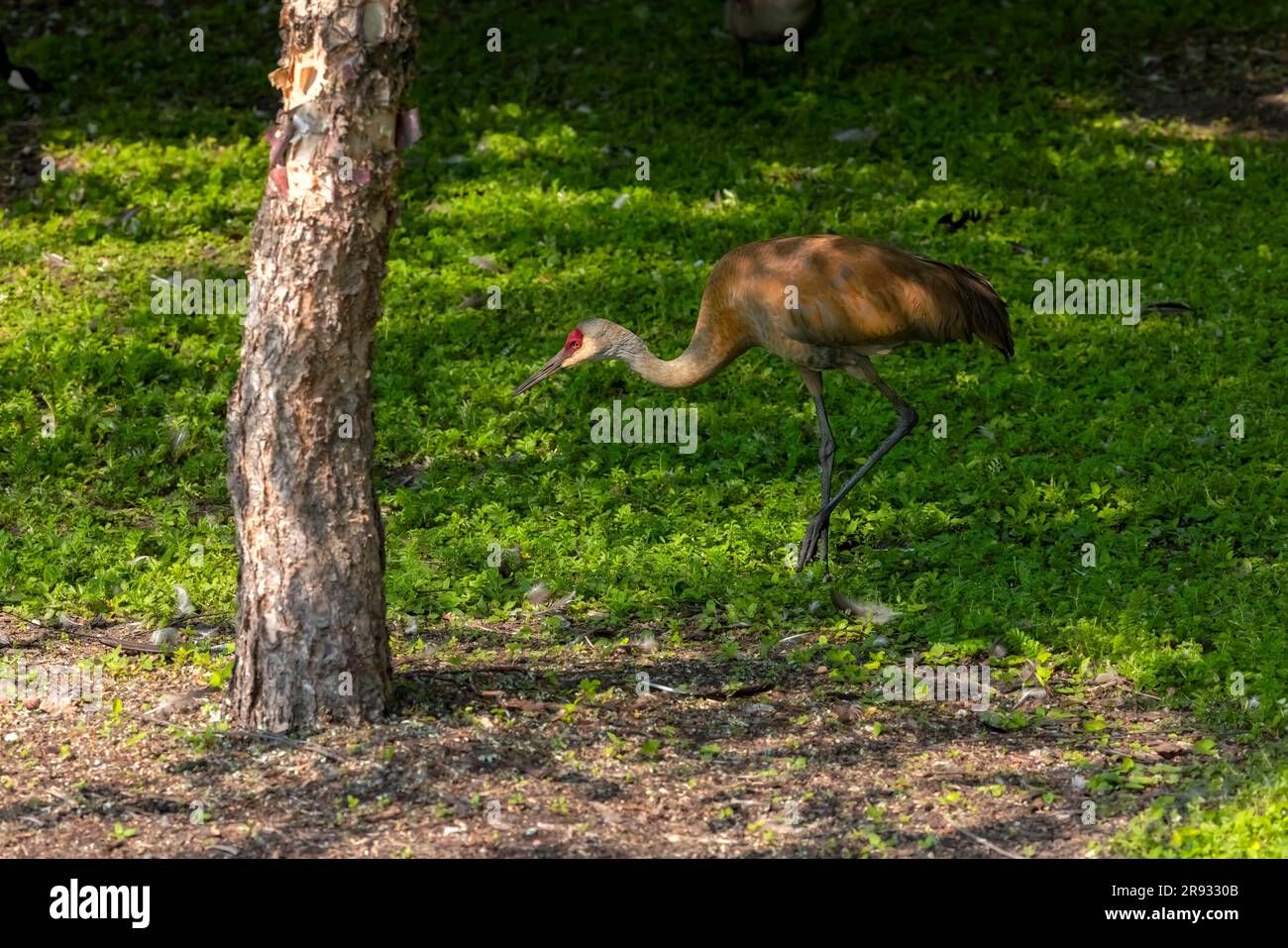 Sandhill cranes in Wisconsin state park. This bird is one of only two ...