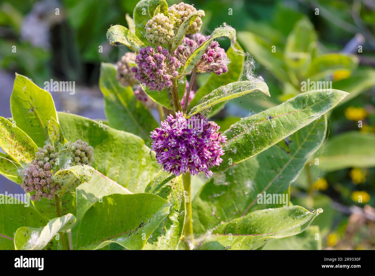 Common Milkweed (Asclepias syriaca ) Whole plant with flowers. In the ...