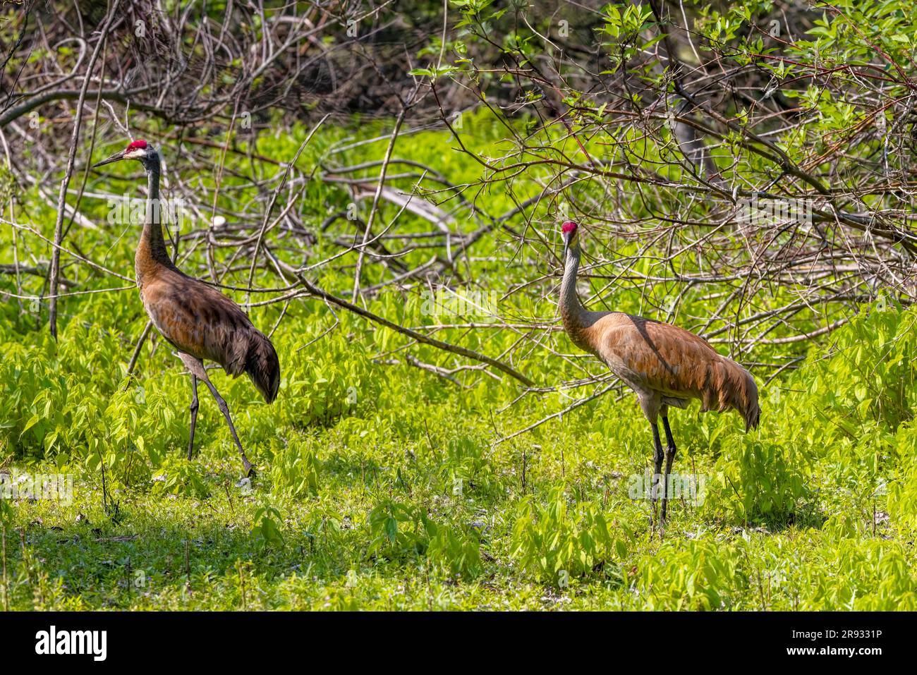 Sandhill cranes in Wisconsin state park. This bird is one of only two ...