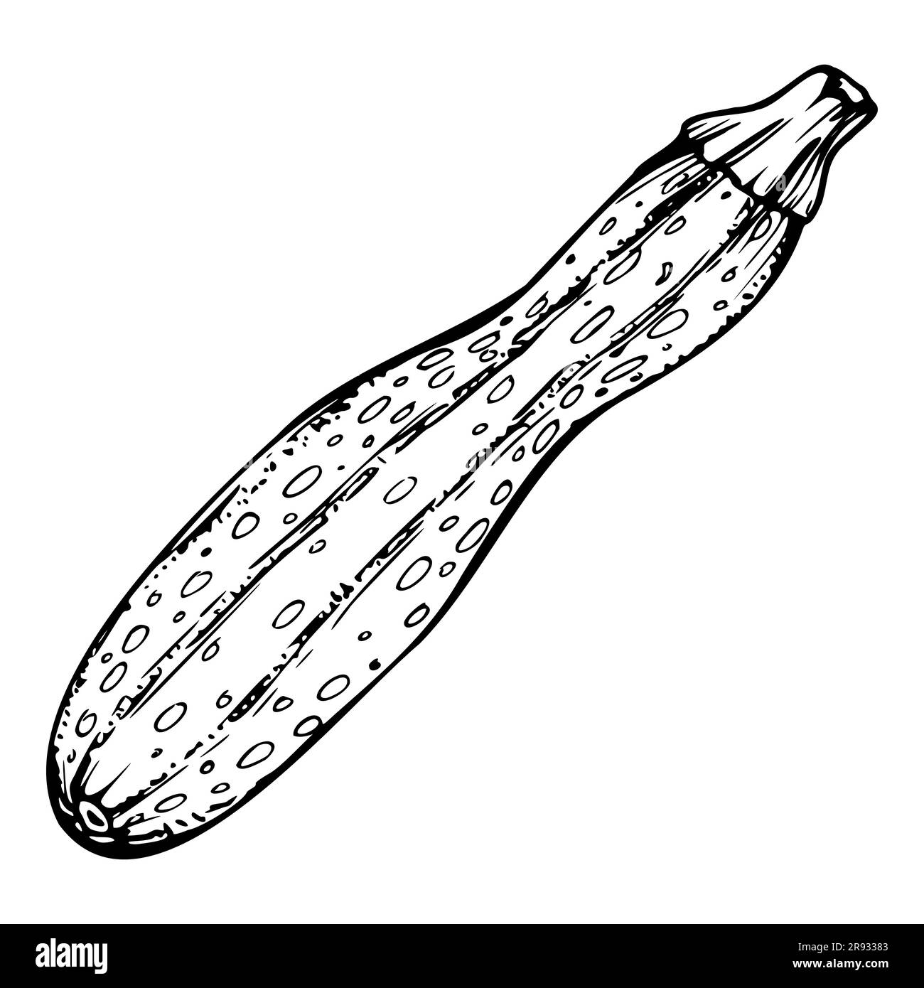 Hand drawn ink vector zucchini marrow gourd squash. Sketch illustration ...