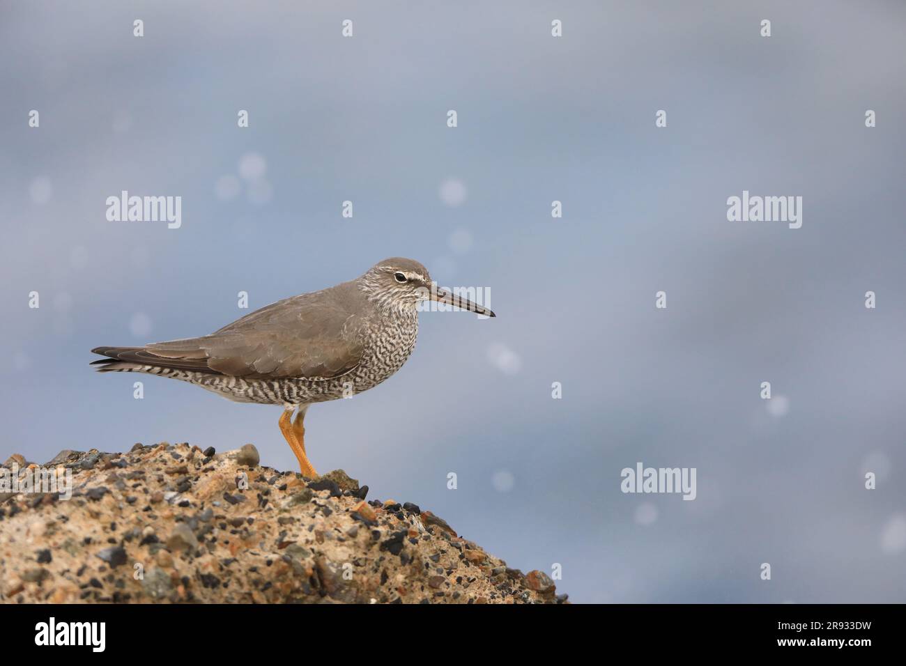 Wandering tattler tringa incanus in hi-res stock photography and images ...
