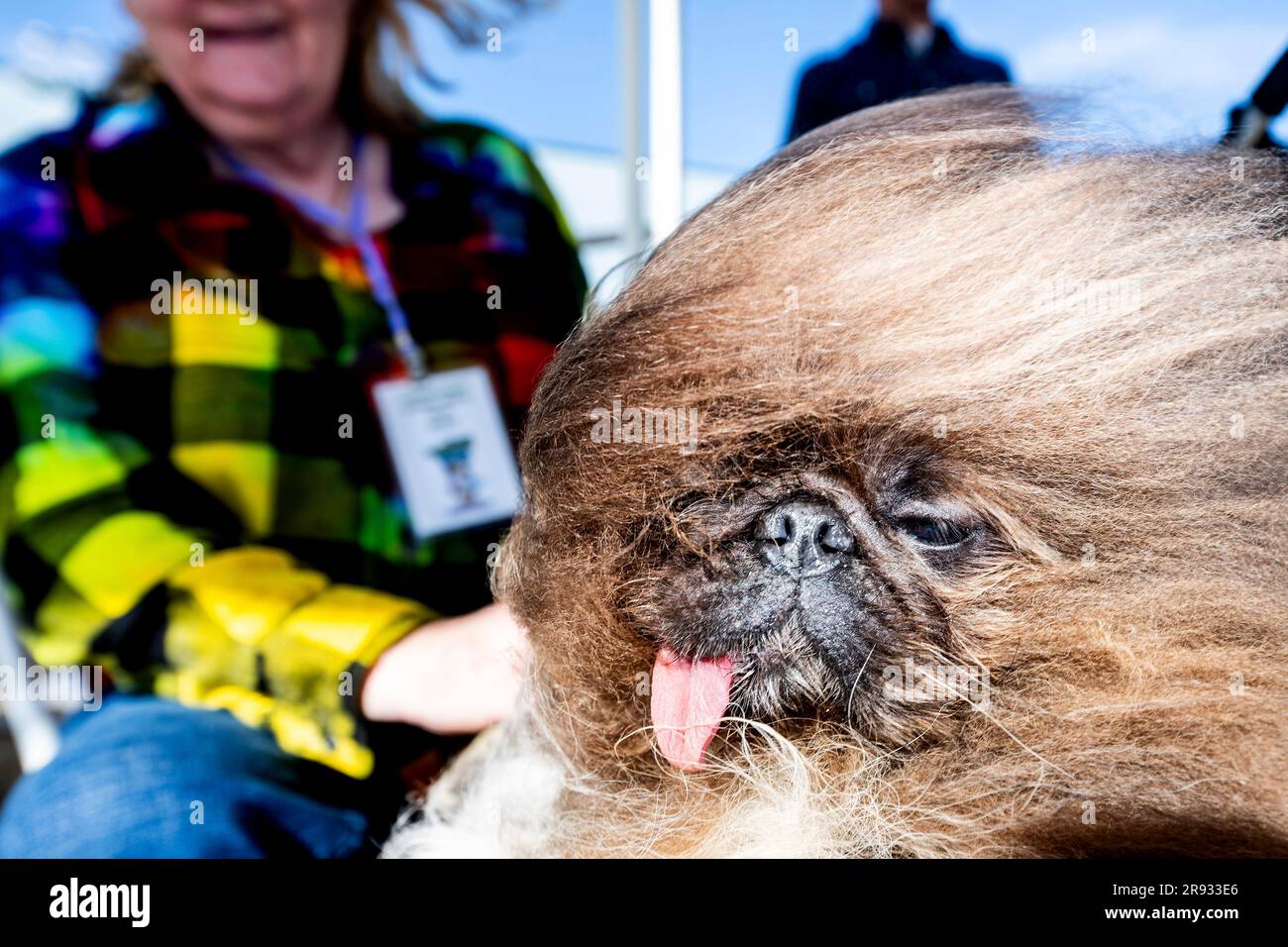 Wild Thang rests before competing in the World's Ugliest Dog Contest at ...