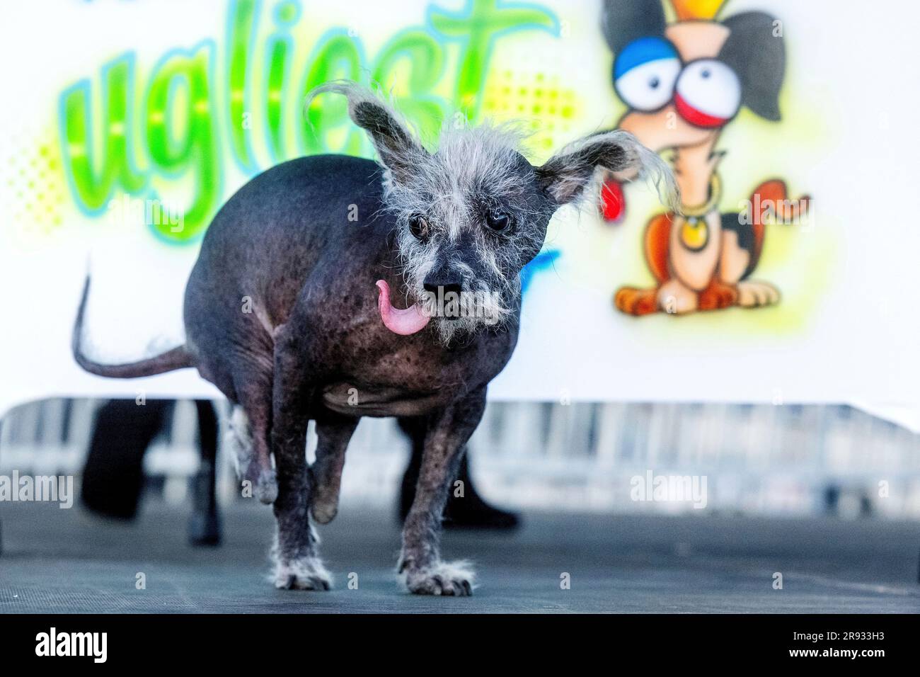 Scooter struts across a stage while competing in the World's Ugliest ...