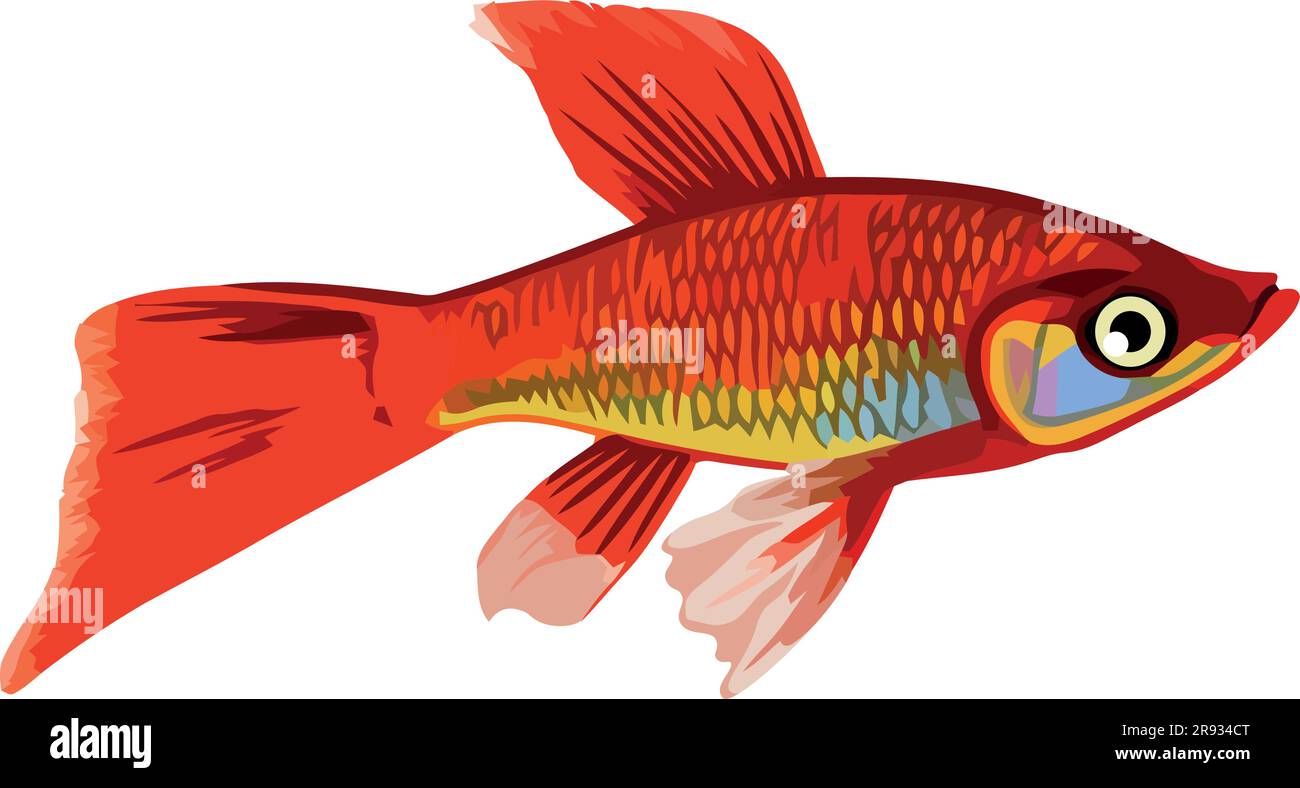 fish swimming on white background Stock Vector Image & Art - Alamy