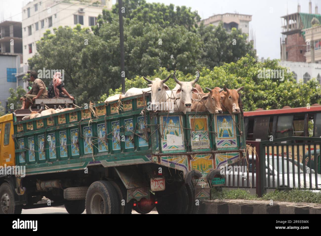 dhaka bangladesh on 21jun 2023 cows are coming in truck from different ...