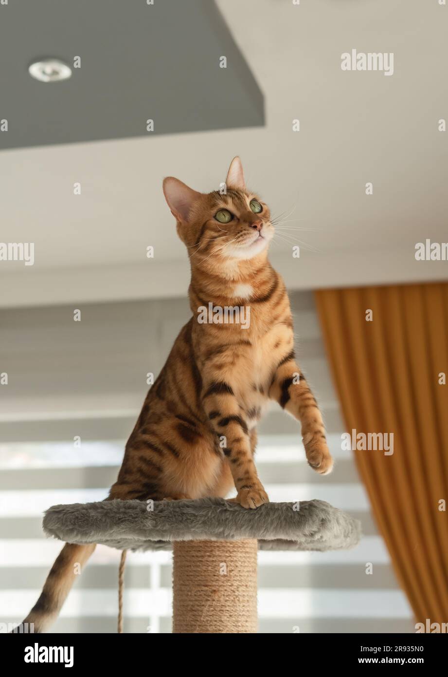 Cat on top of pole hi-res stock photography and images - Alamy
