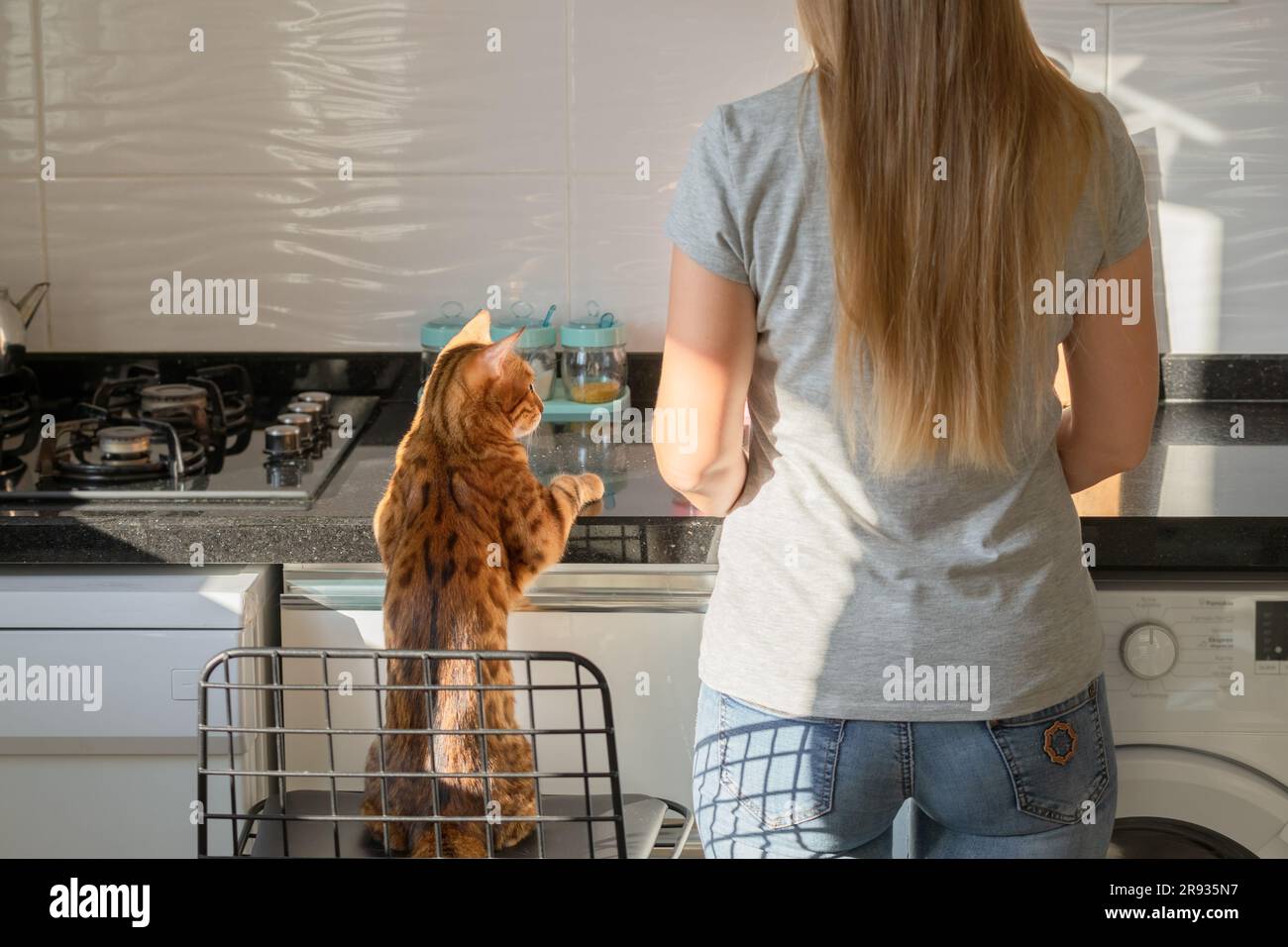 A domestic cat and a young woman are cooking together in the kitchen ...