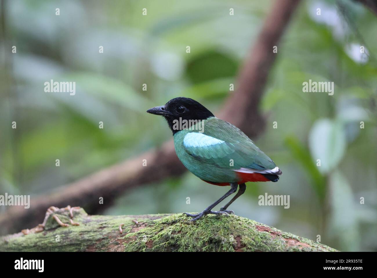 Sunda Hooded Pitta (Pitta sordida mulleri) in Sabah, North Borneo ...