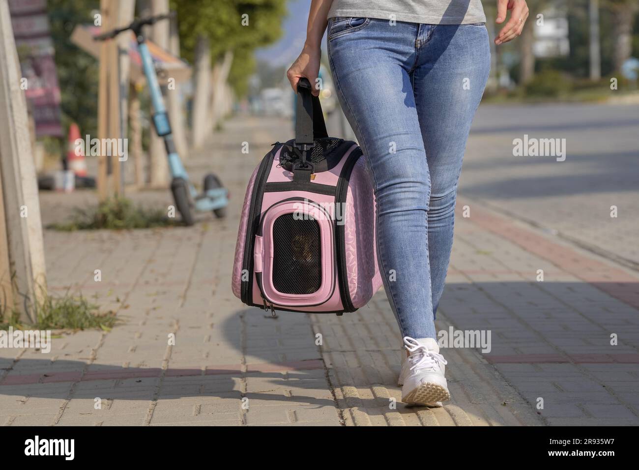 A domestic cat sitting in a cat carrier being carried along the ...