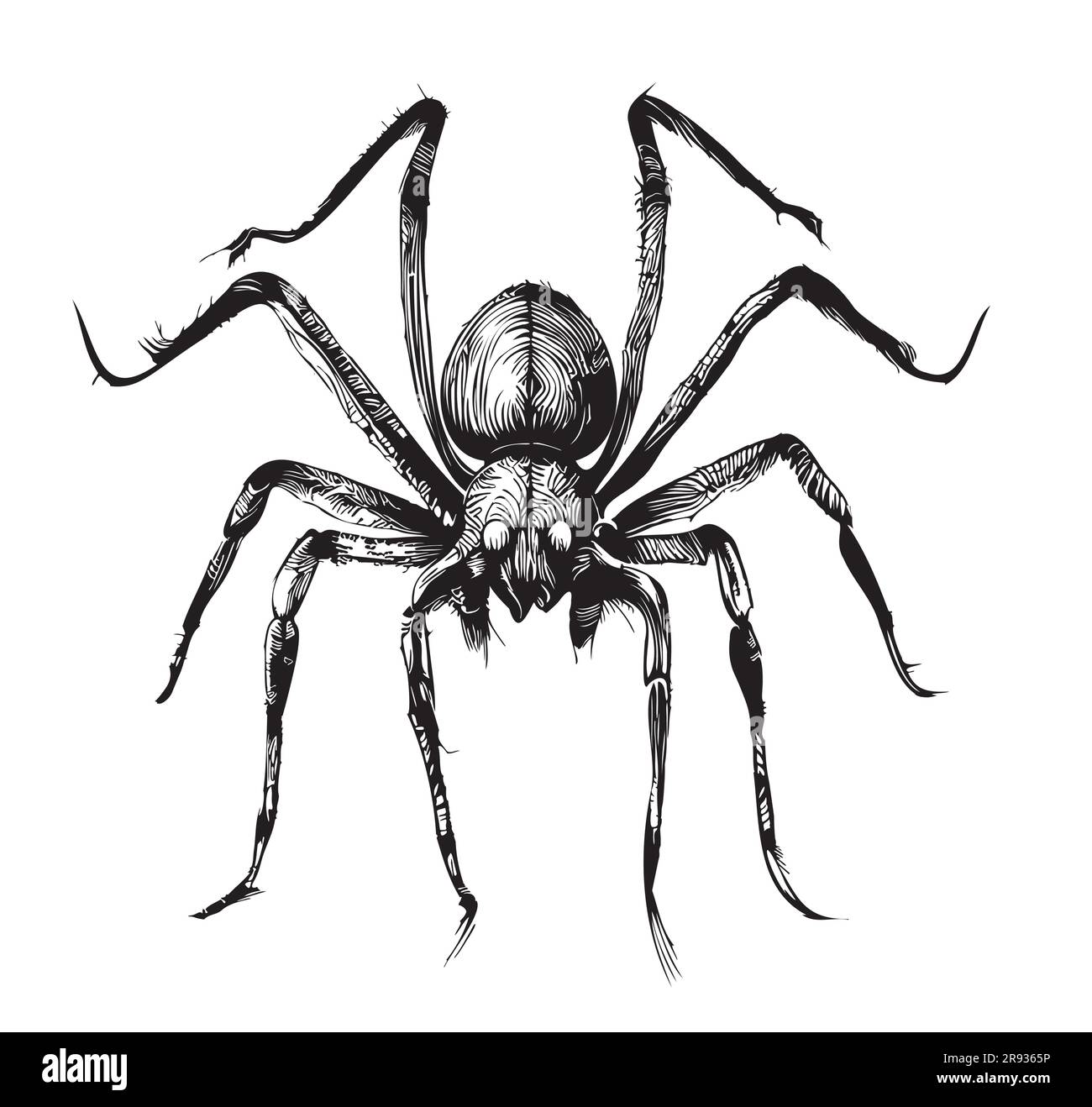 Spider insect sketch hand drawn in doodle style illustration Stock ...