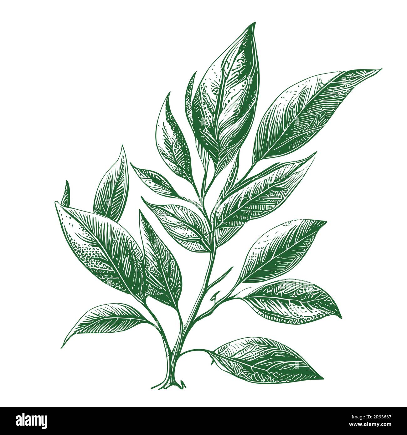 Tea Leaf Drawing