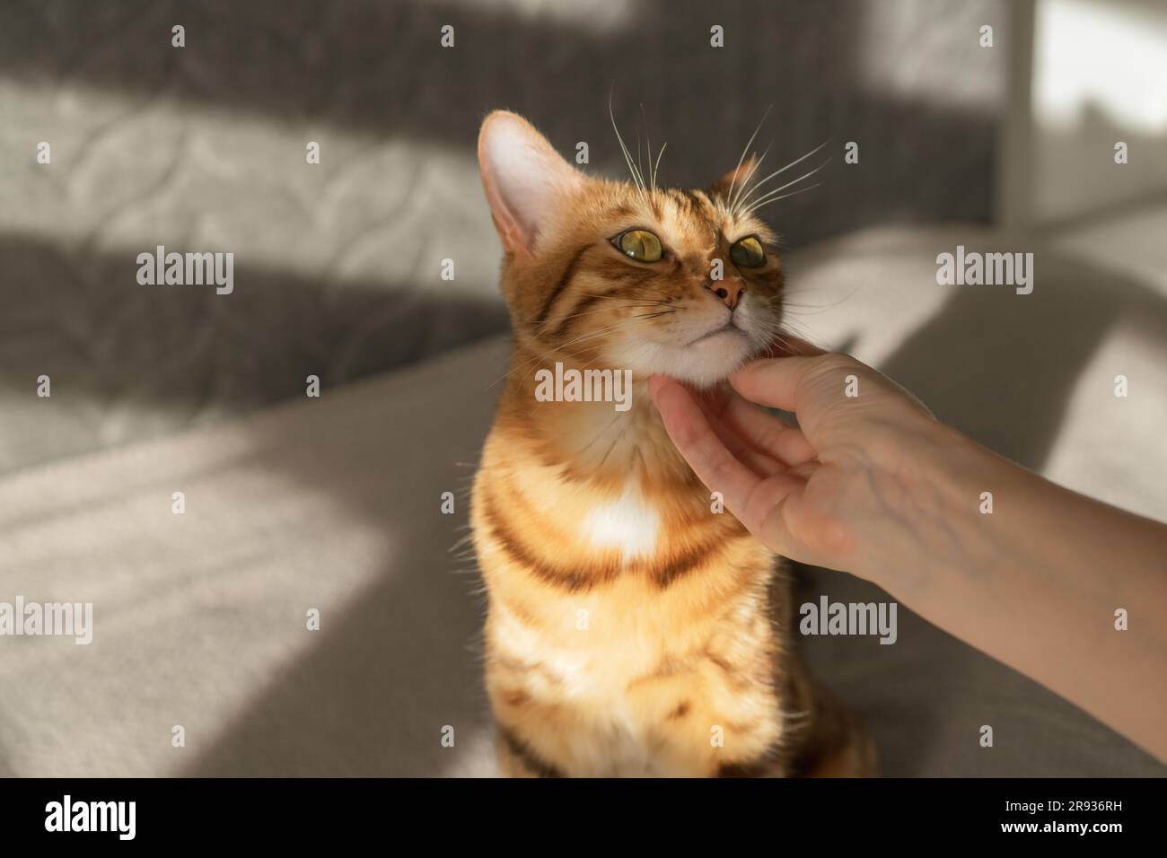 Hand of a cat hi-res stock photography and images - Alamy