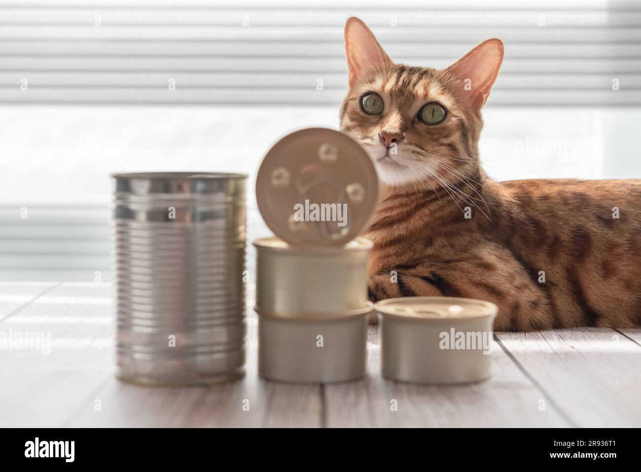 A domestic cat lies behind metal cans Stock Photo - Alamy