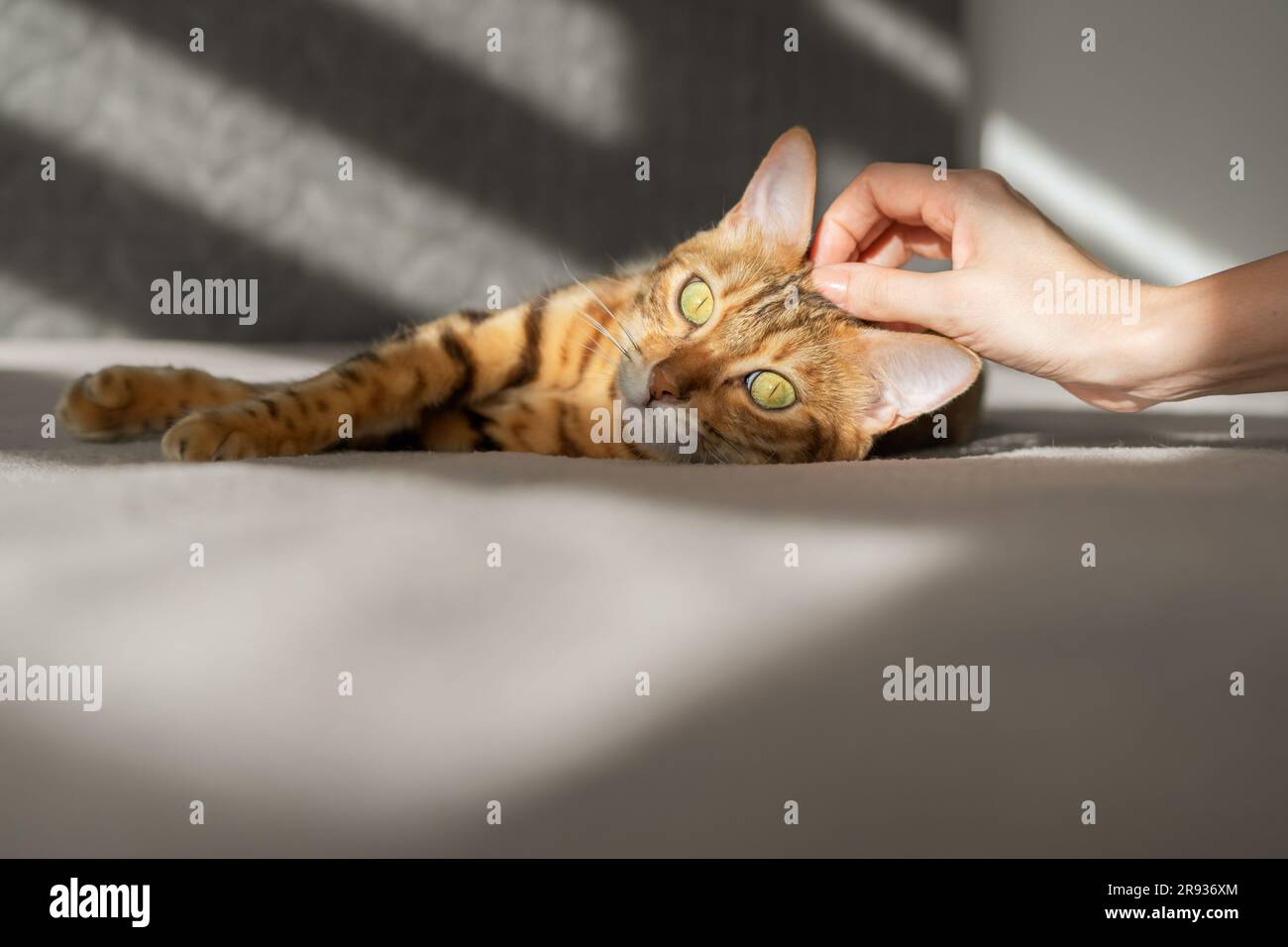 Bengal cat, illuminated by the sun's rays, lies on the bed. A woman's ...