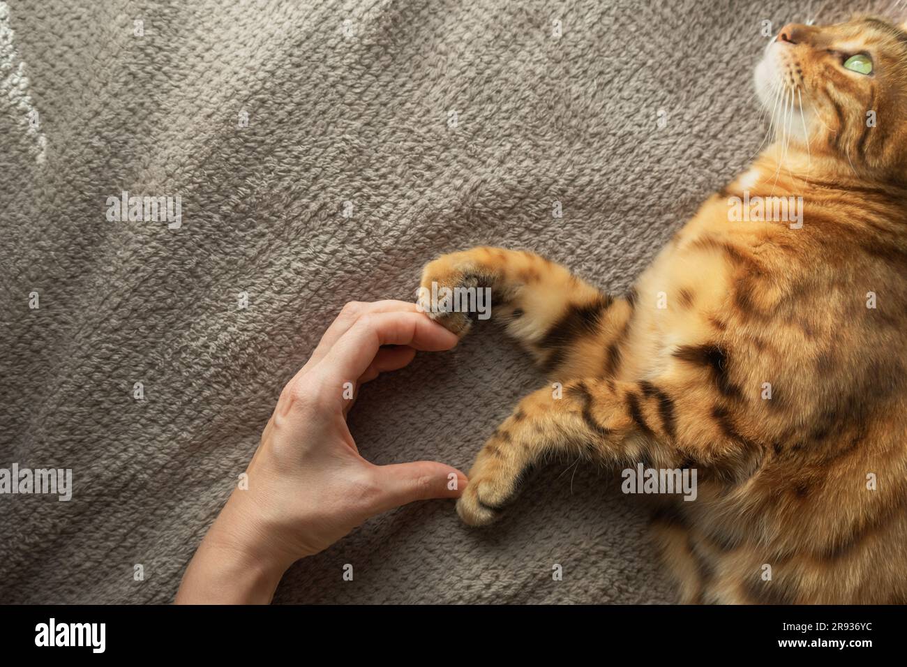 The hand of the girl and the paws of the cat form a symbol of the heart ...