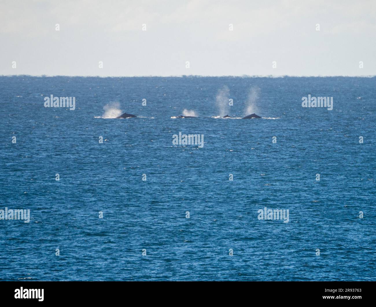 Humpback Whale migration, whales spouting as they’re passing by Sawtell ...