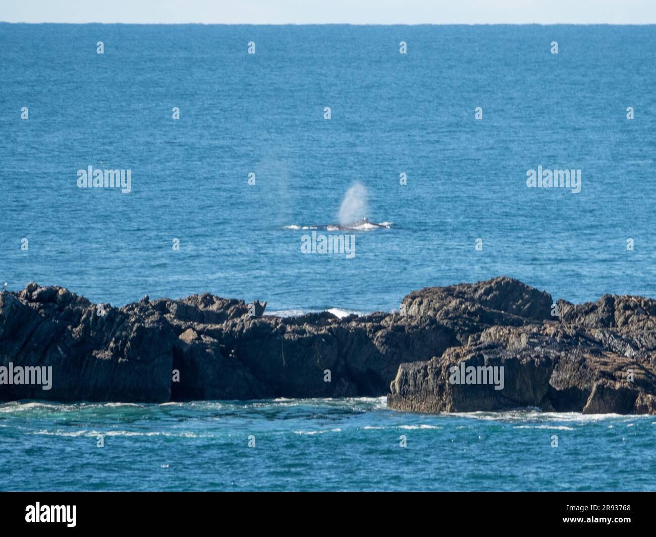 Humpback Whale migration, spouting as they’re passing by a rocky island ...