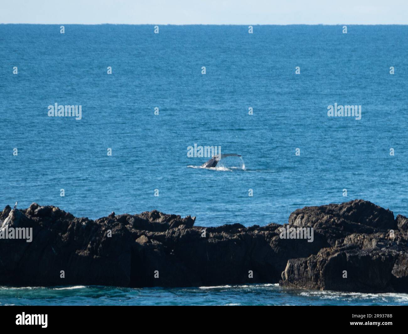 Whale Migration, tail splashing, Passing by, view from headland, East ...