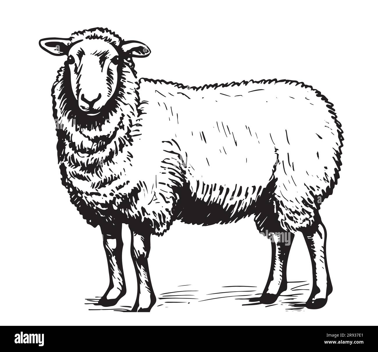 Sheep sketch hand drawn in doodle style Farming illustration Stock ...