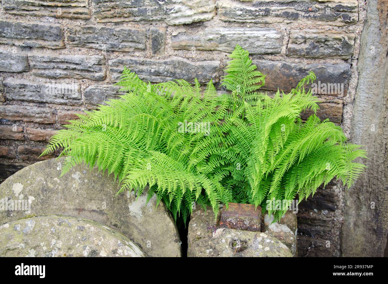 Close up of fern growing among old stone grinding wheels. Abbeydale ...