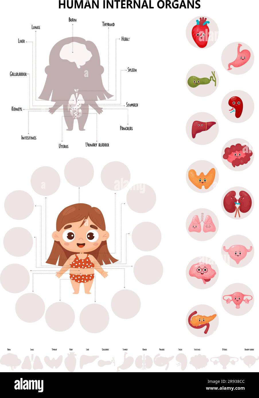 Anatomy human body. Infographics with cute girl. Visual scheme internal ...