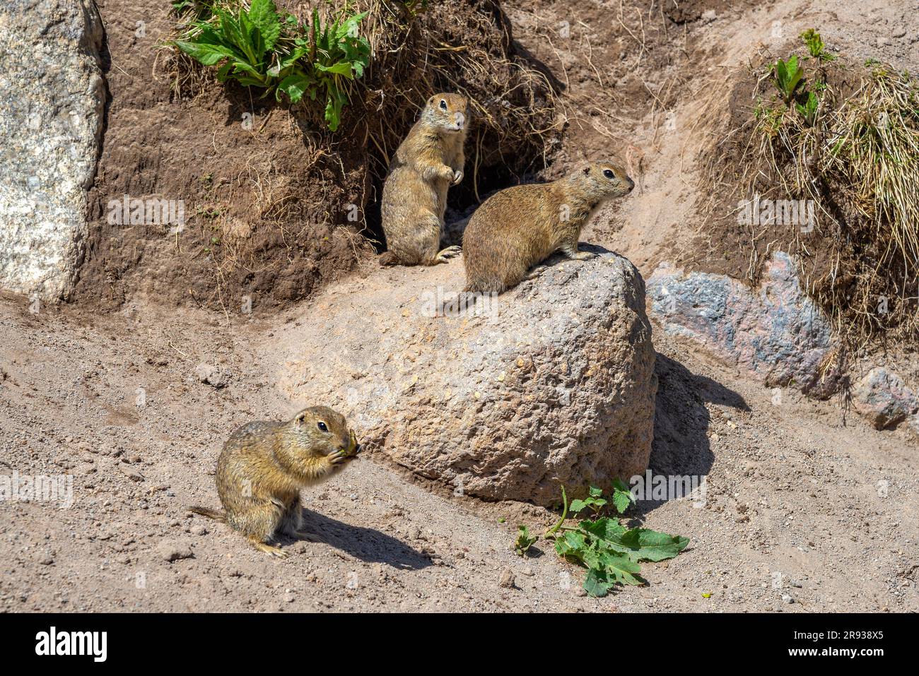 A family of ground squirrels in the wild Stock Photo - Alamy