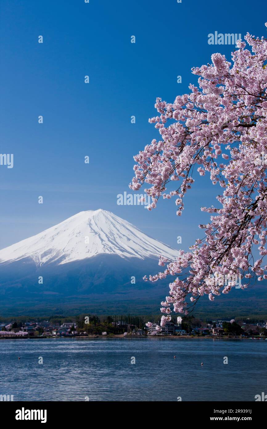 Mt. Fuji and cherry trees Stock Photo - Alamy
