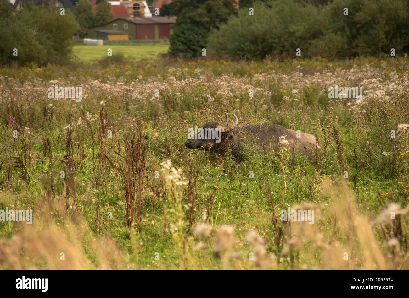Water buffalo near the german village Amoeneburg Stock Photo - Alamy