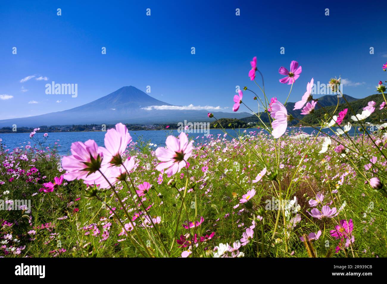 Cosmos by the Lake and Mt Stock Photo - Alamy