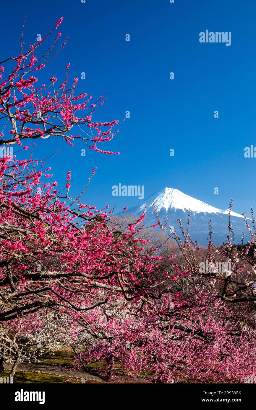 Red and white plum blossoms hi-res stock photography and images - Alamy