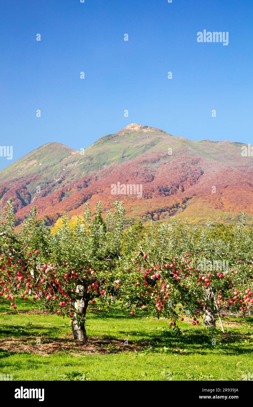100 orchard hi-res stock photography and images - Alamy