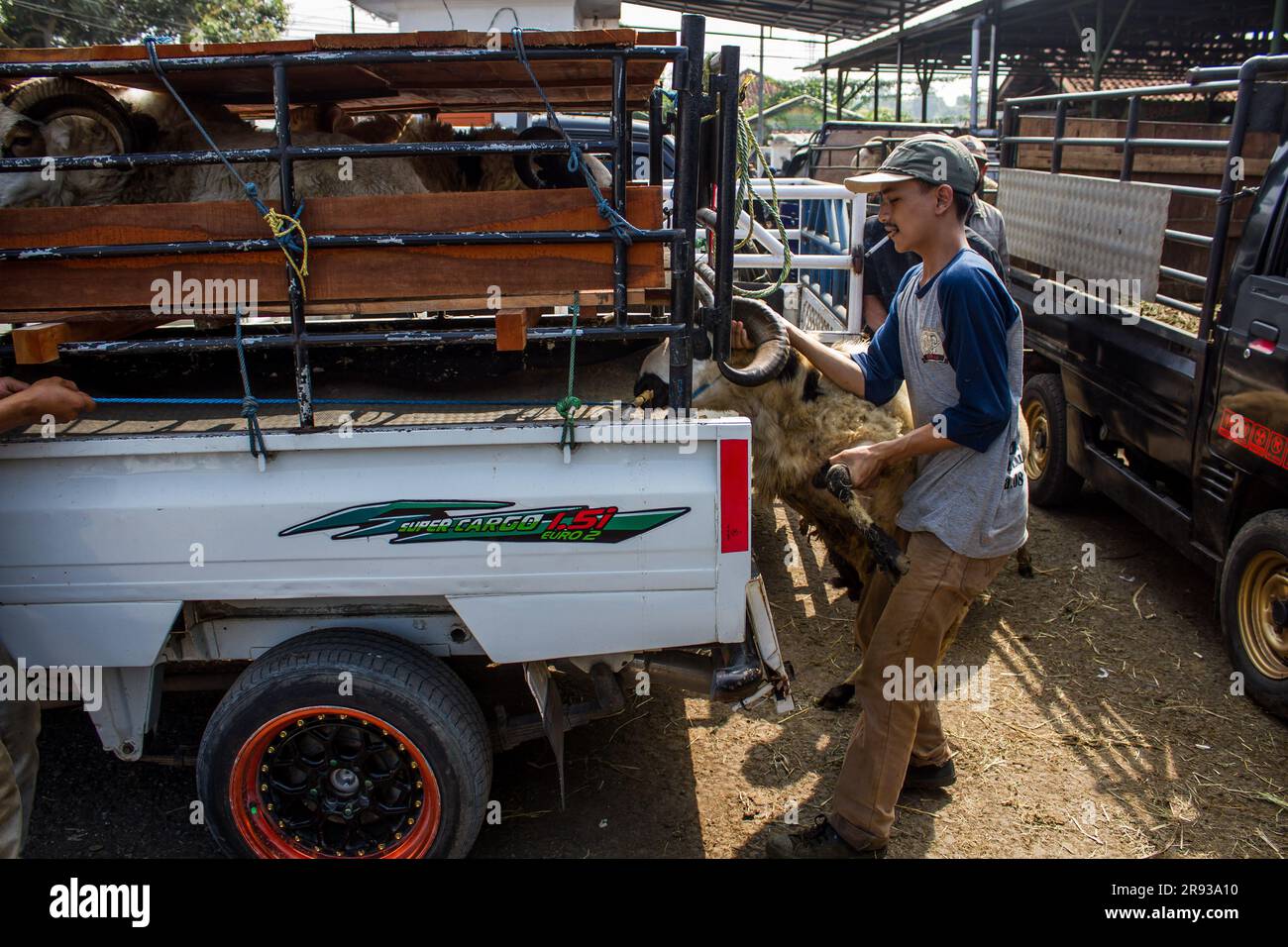 Tanjungsari, West Java, Indonesia. 24th June, 2023. A man loads sheep ...