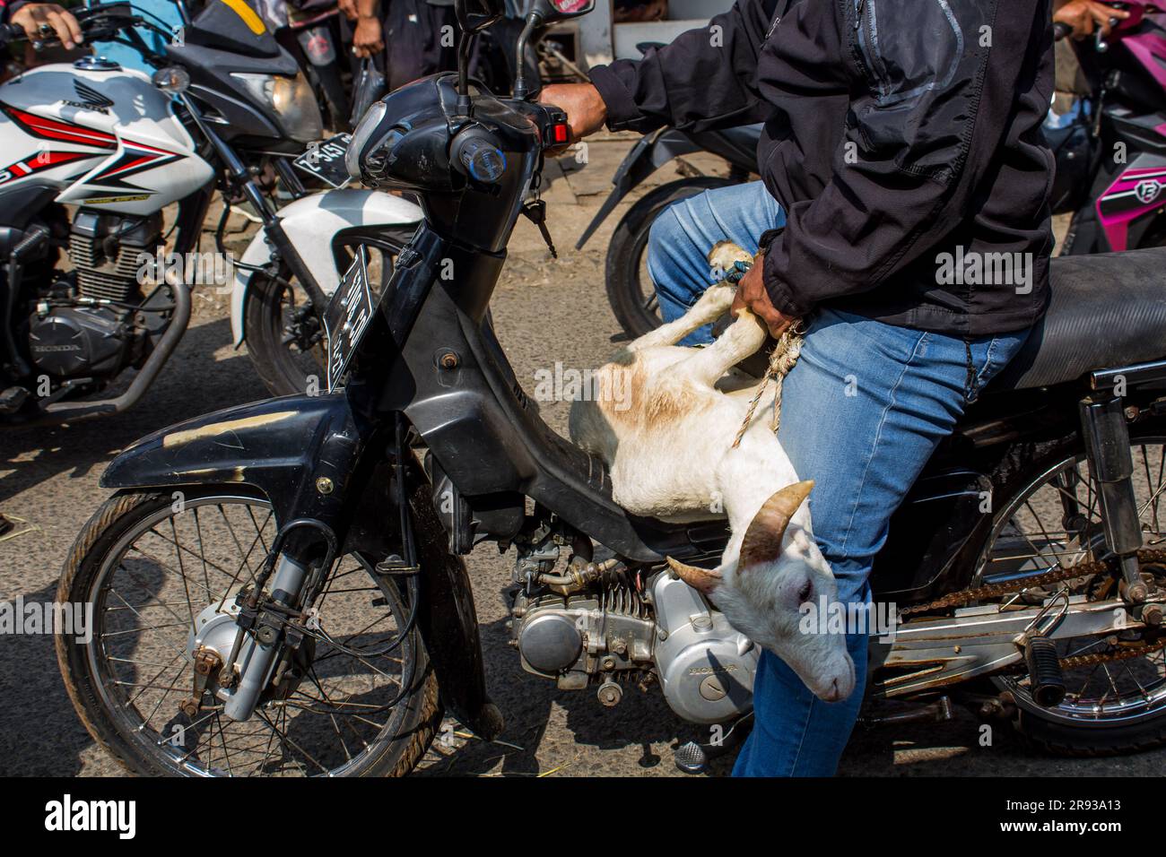 Tanjungsari, West Java, Indonesia. 24th June, 2023. A man carries goat ...
